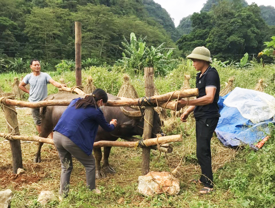 Tập trung đẩy nhanh tiến độ tiêm phòng gia súc, gia cầm - Báo Cao Bằng điện tử