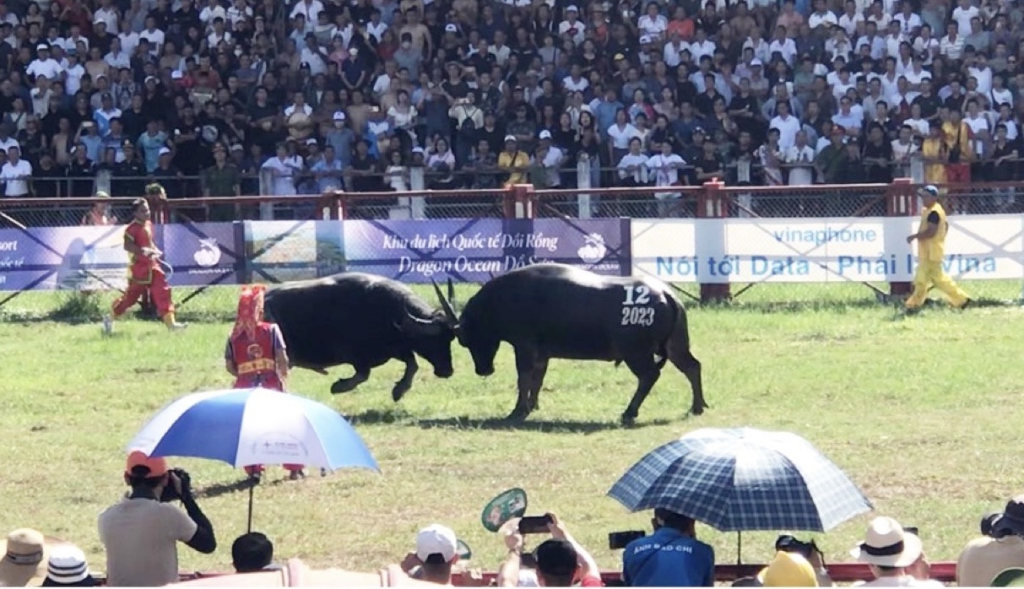 Lễ hội chọi trâu Đồ Sơn - Báo Cao Bằng điện tử