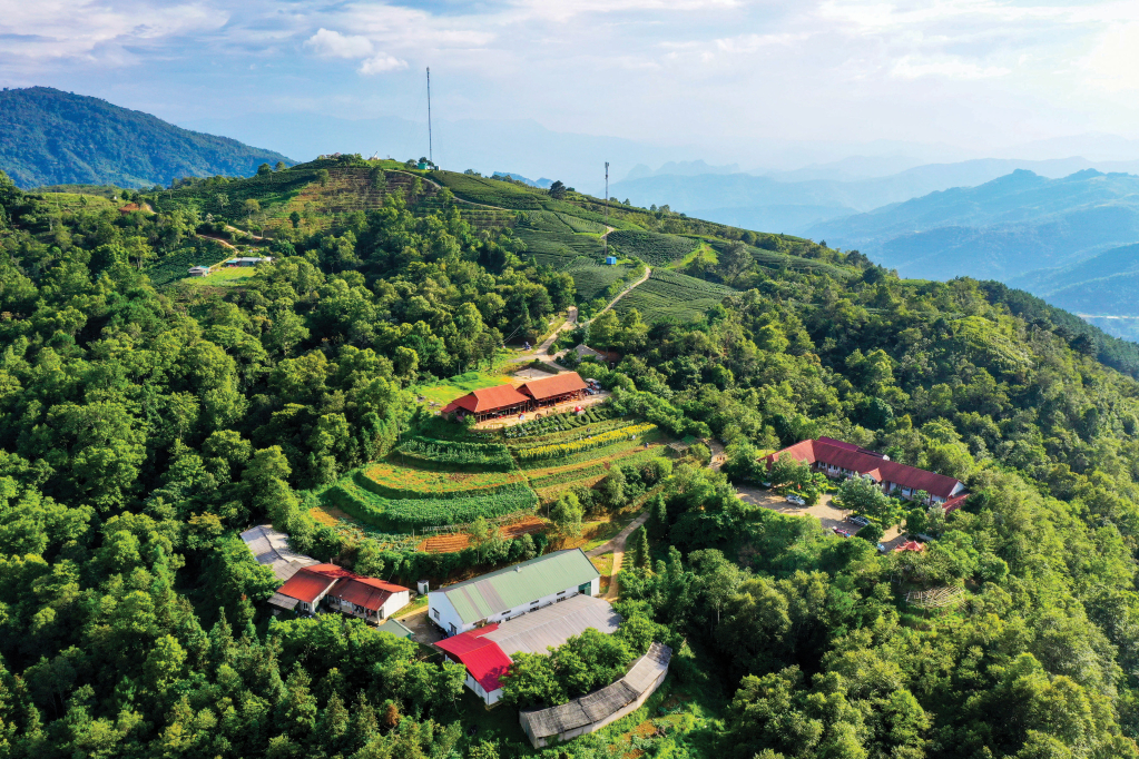 Kolia mùa nắng về - Báo Cao Bằng điện tử