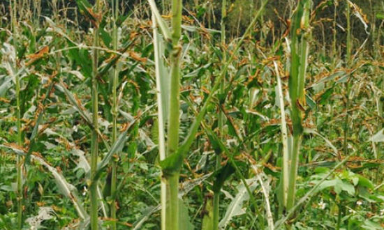 Công bố dịch châu chấu tre gây hại cây rừng, cây trồng nông nghiệp ...